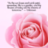215+ Best Pink Flower Quotes | Pink Flower Captions | Upd 2024
