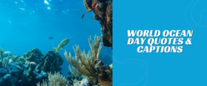 75+ World Ocean Day Quotes, Messages & Slogans - StatusBuzz