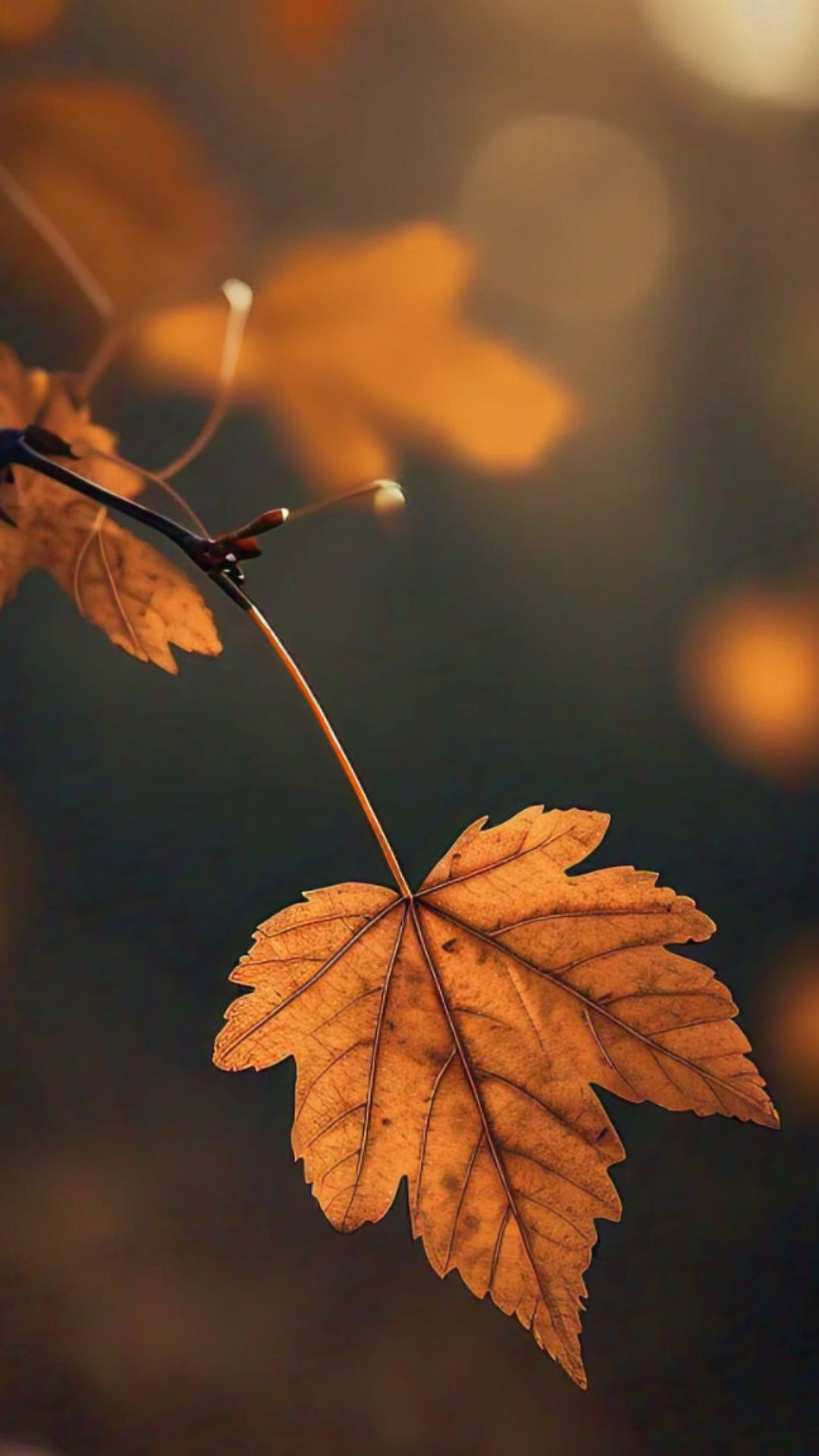 30 Stunning Fall Phone Wallpapers - StatusBuzz