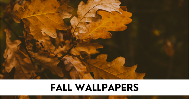 30 Stunning Fall Phone Wallpapers - StatusBuzz