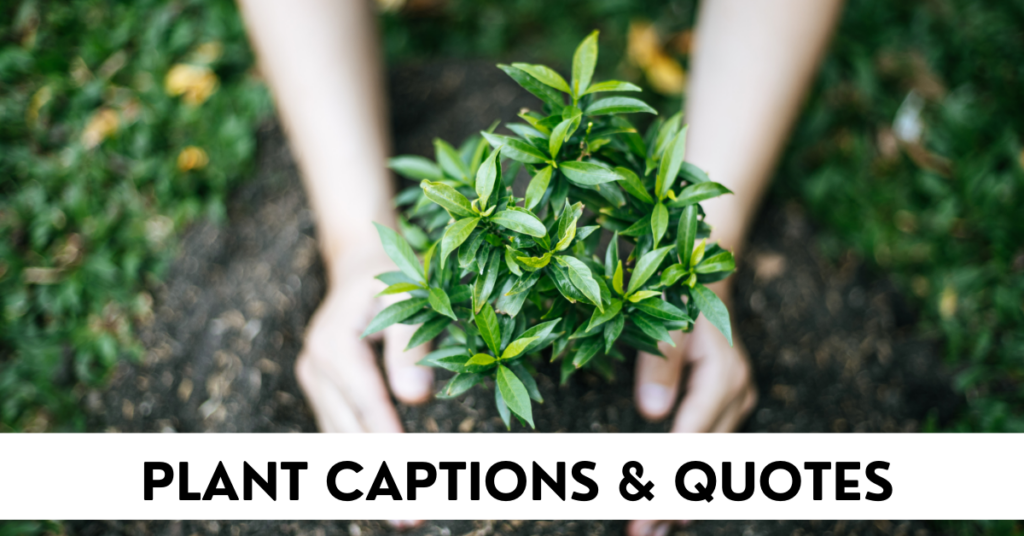 220+ Plant Captions & Quotes For Instagram - StatusBuzz