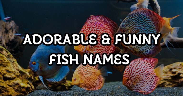 500+ Adorable & Funny Fish Names Collection - StatusBuzz
