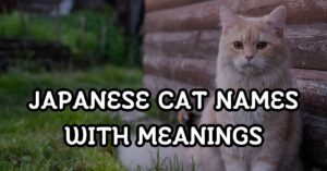 320+ Best Japanese Cat Names with Meanings - StatusBuzz